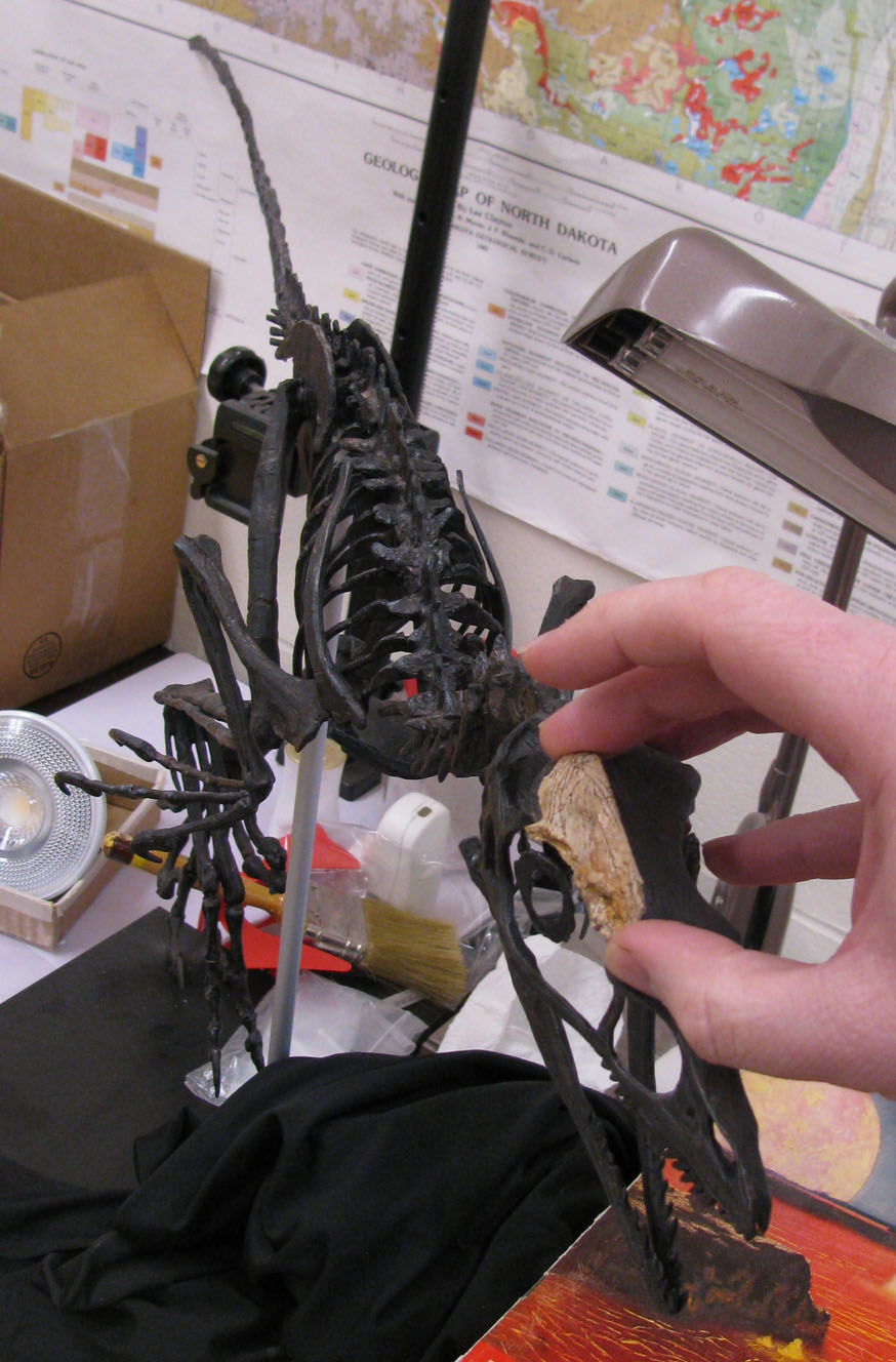 A Braincase Of The Raptor Dinosaur Saurornitholestes | Dickinson ND
