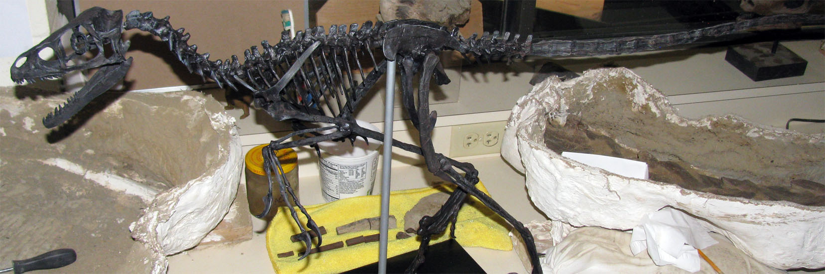 A Braincase Of The Raptor Dinosaur Saurornitholestes | Dickinson ND