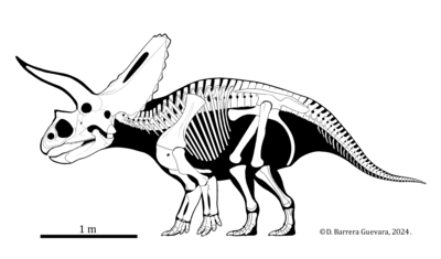 Mexican Maastrichtian Horned Dinosaur | Dickinson ND
